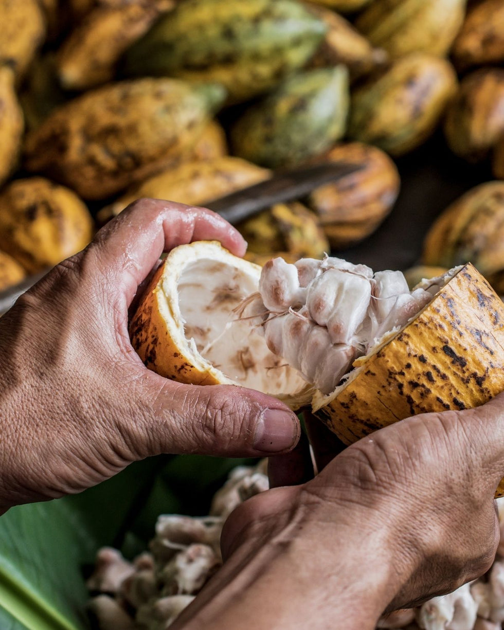 Chomp! Chocolate | Vegan Milk Chocolate for Everyone!